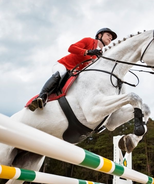 Understanding and Treating Girth Galls and Itches in Horses – Bridles ...