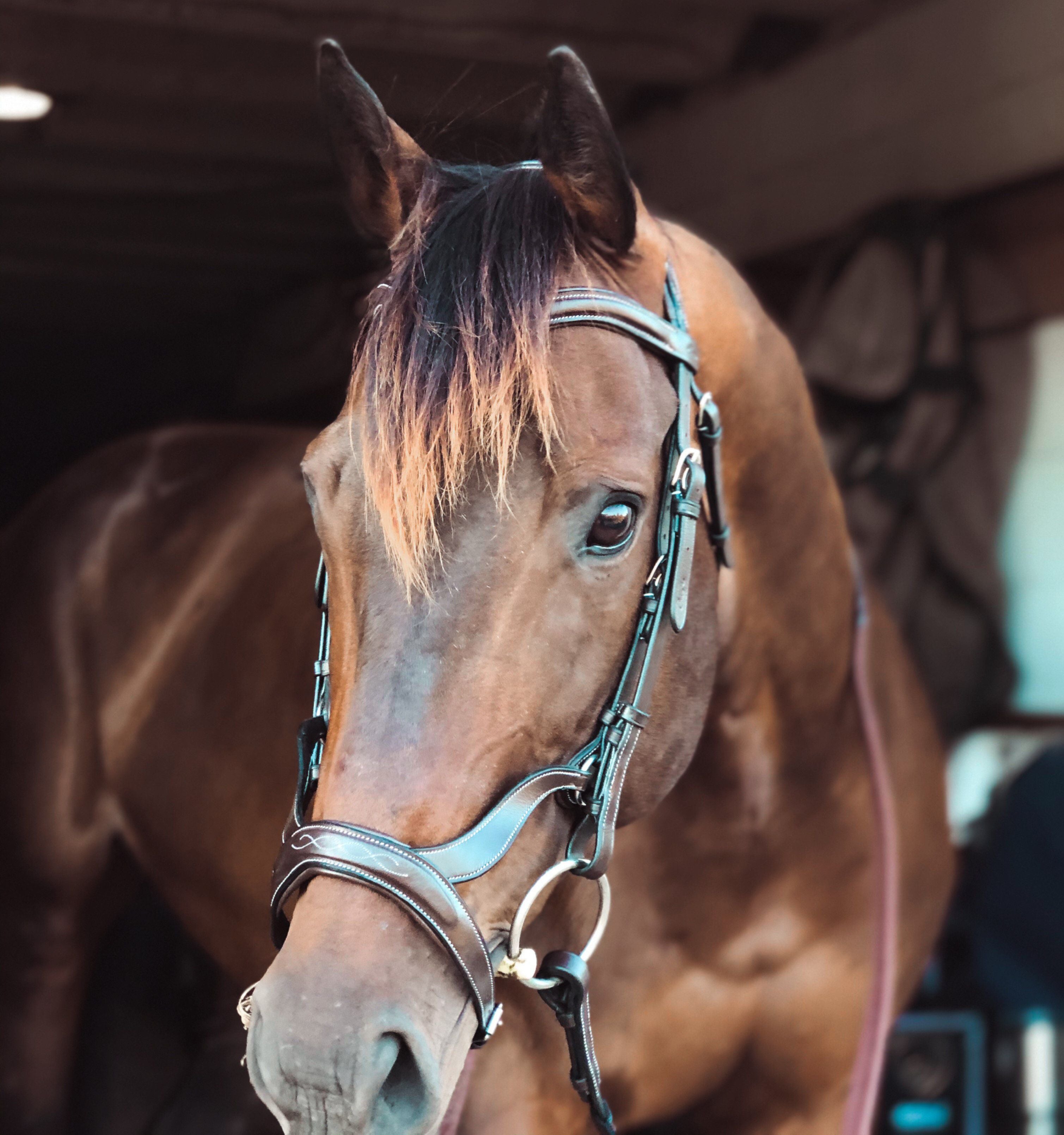 ExionPro Anatomical Drop Noseband Bridle with Reins | Jumping Bridles ...